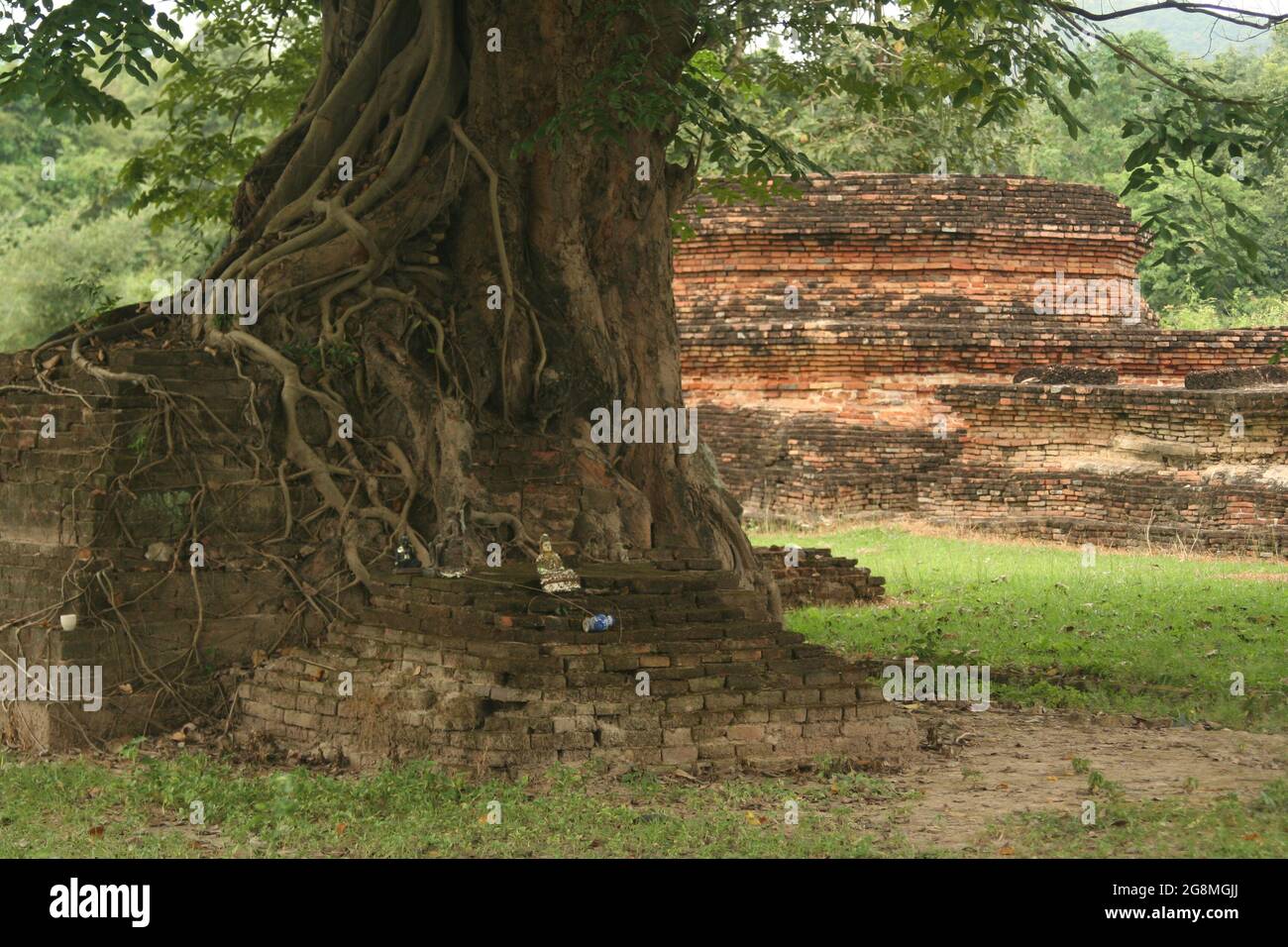 A tree with its roots breaking through a wall of a temple, Sukhothai ...