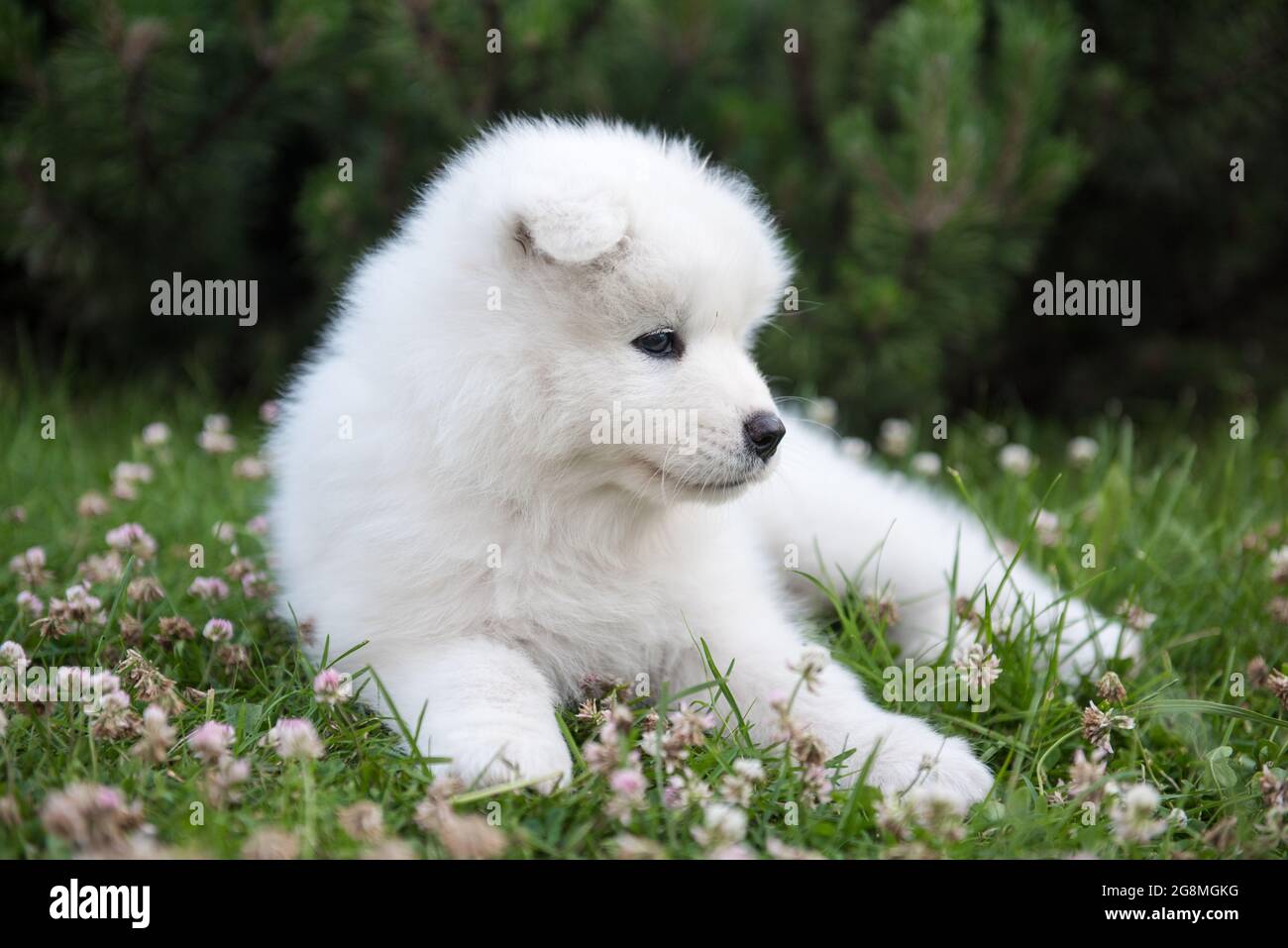 Funny Samoyed puppy on the green grass Stock Photo - Alamy