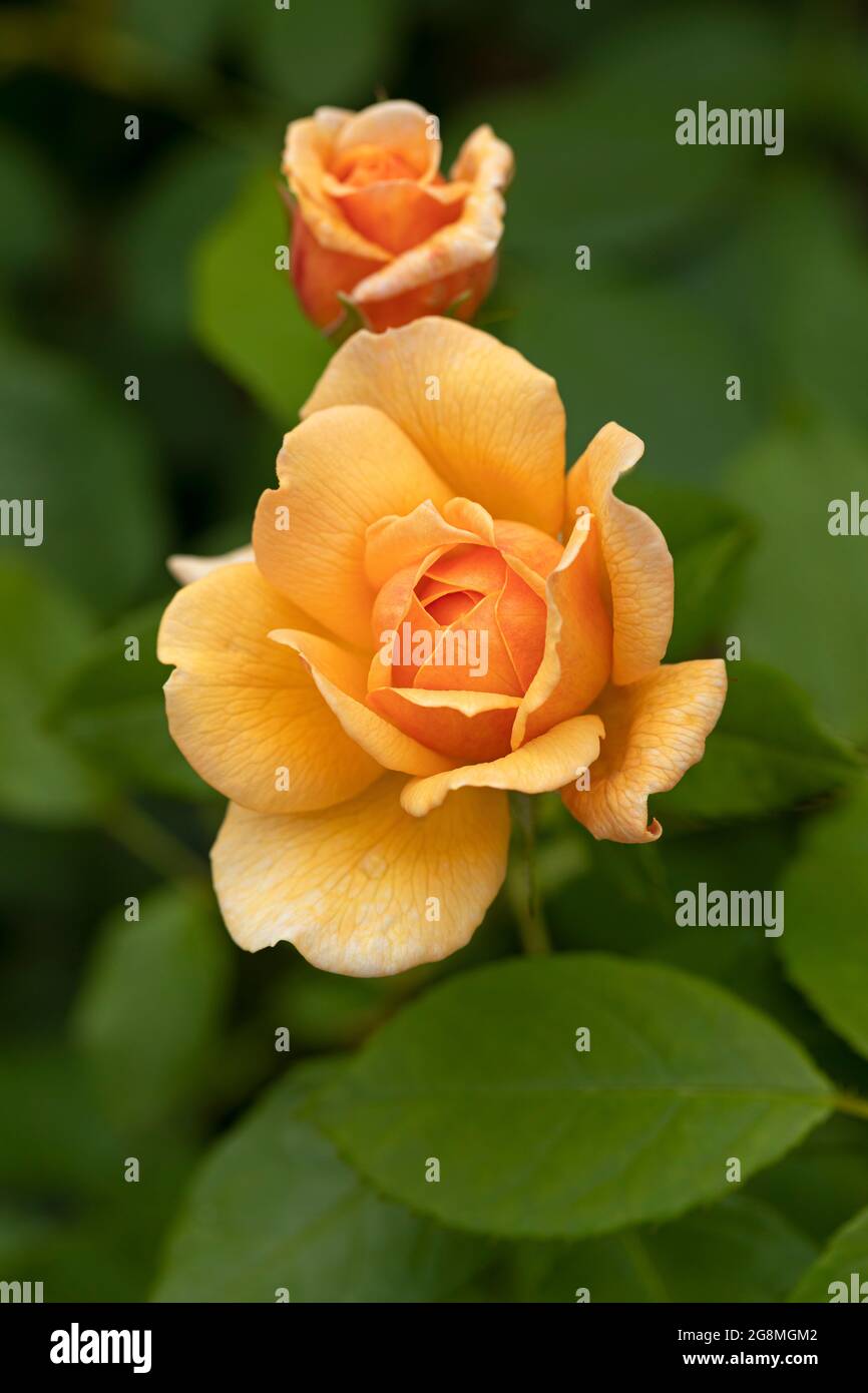 Apricot rose hi-res stock photography and images - Alamy
