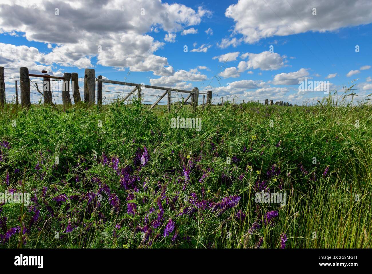Pampas countryside landscape in spring, La Pampa Province, Patagonia ...