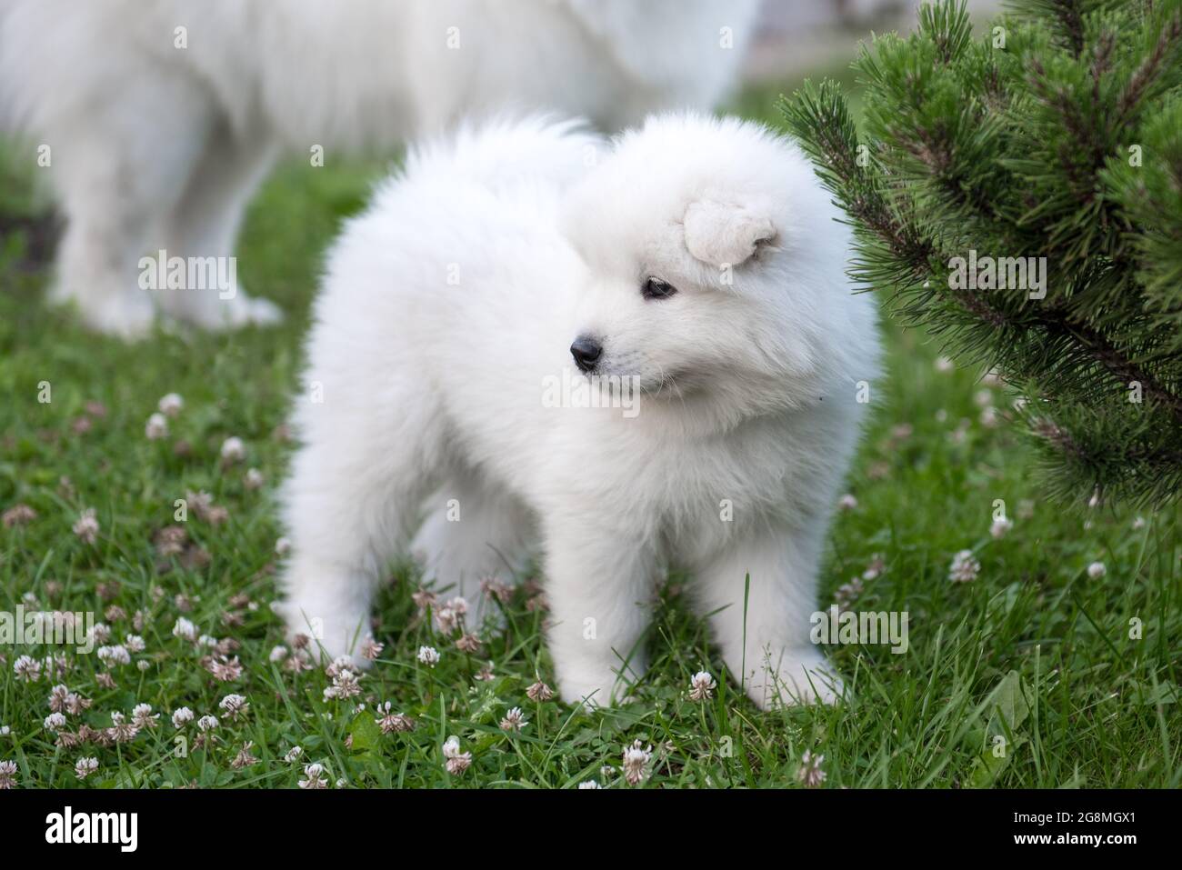 Funny Samoyed puppy on the green grass Stock Photo - Alamy