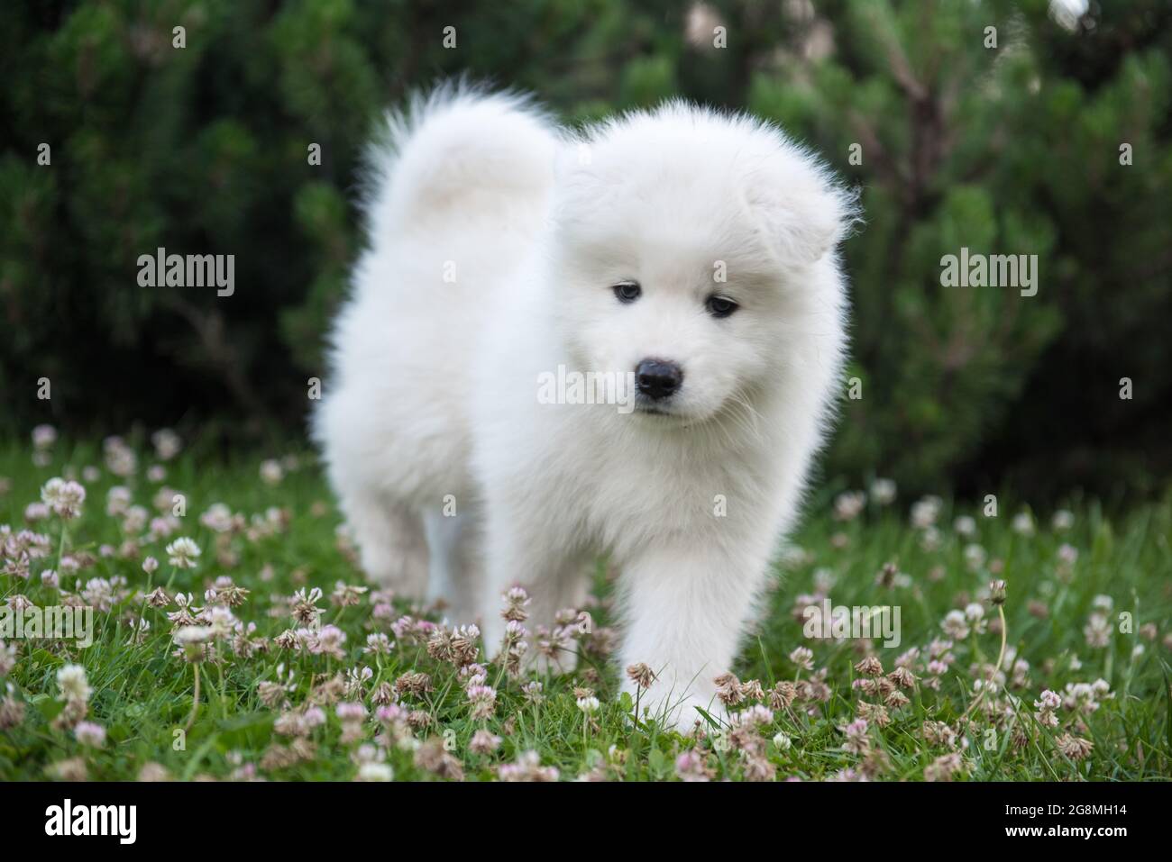 Funny Samoyed puppy on the green grass Stock Photo - Alamy