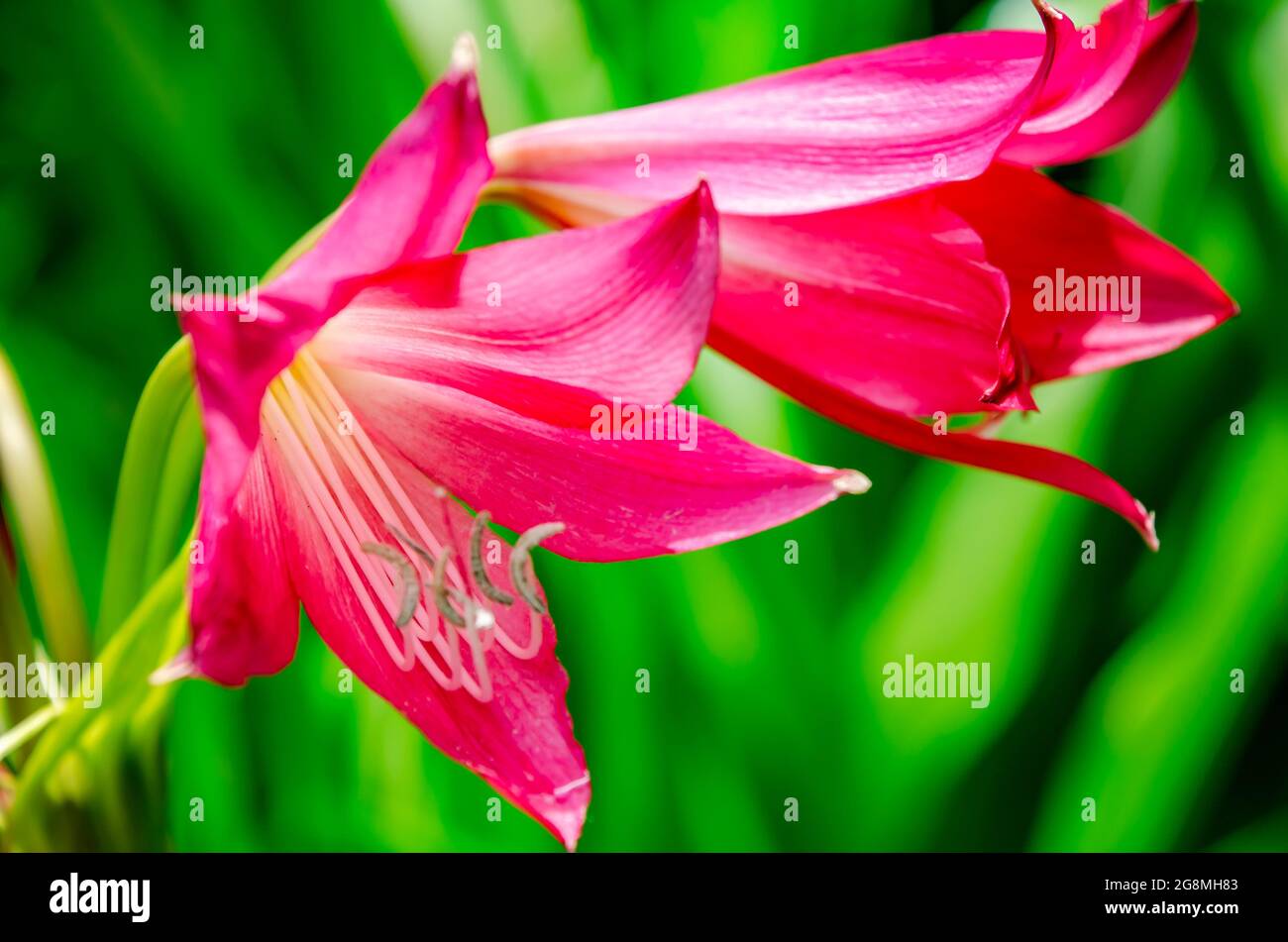 Crinum scabrum x moorei hi-res stock photography and images - Alamy