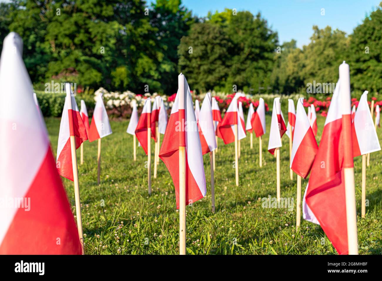 Rows of polish flags standing on a green grass in a morning sun. Trees ...