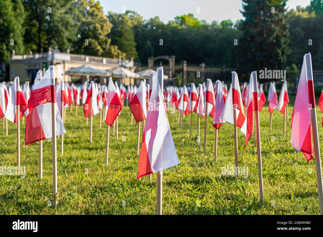 Rows of polish flags standing on a green grass in a morning sun. Trees ...