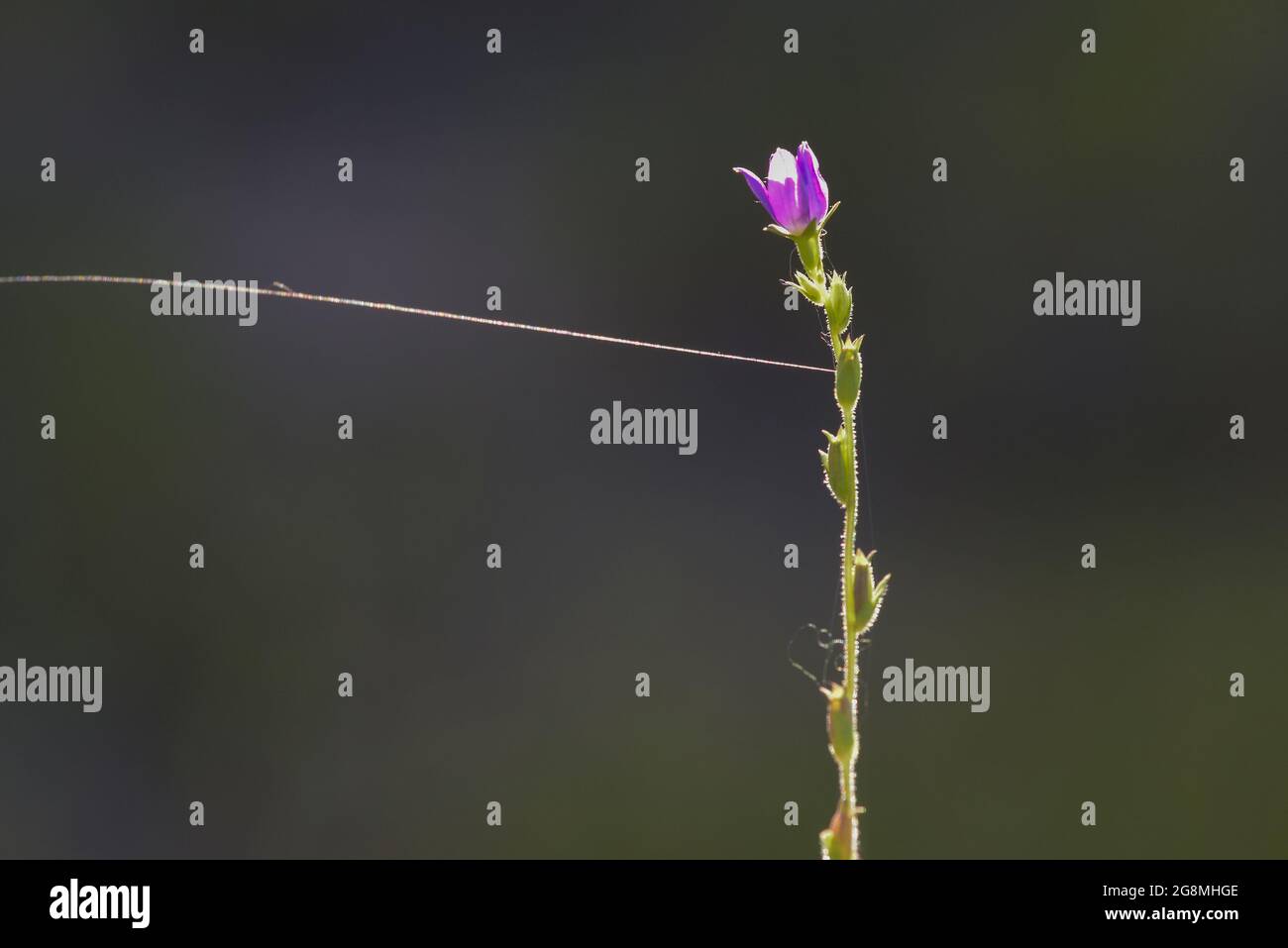 Wild flora, flowers in spring in the Pampas landscape, La Pampa ...