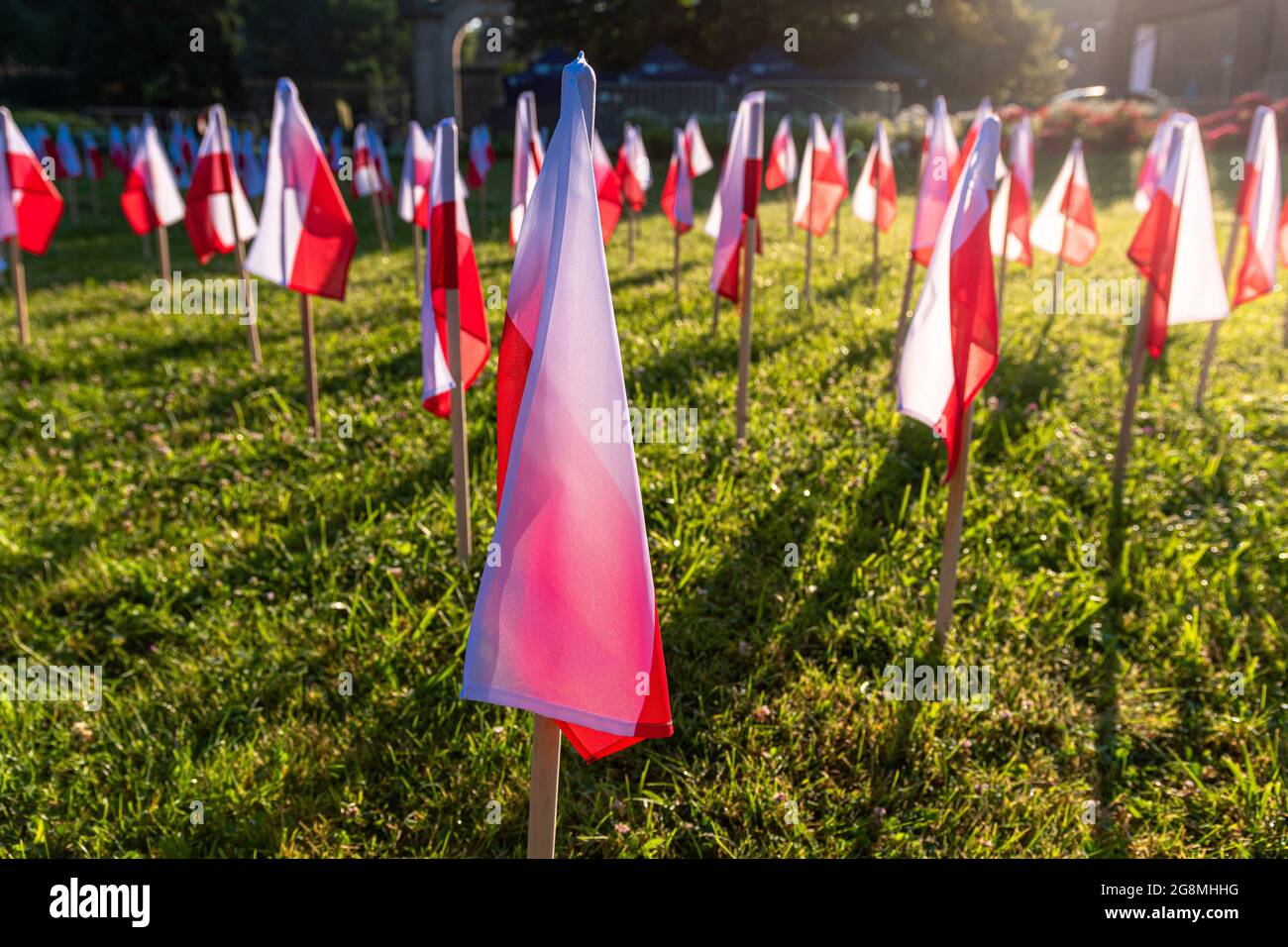 Rows of polish flags standing on a green grass in a morning sun. Trees ...