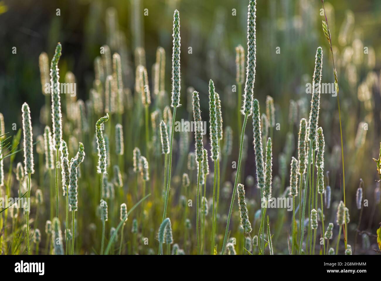 Wild flora, flowers in spring in the Pampas landscape, La Pampa ...