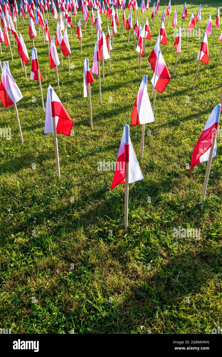 Rows of polish flags standing on a green grass in a morning sun Stock ...