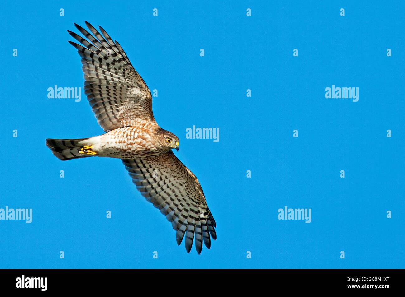 Sharp-shinned hawk flight Stock Photo - Alamy