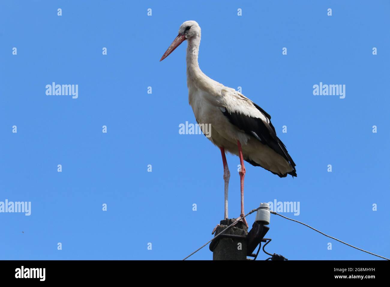 Stork sitting on a power line pole Stock Photo - Alamy