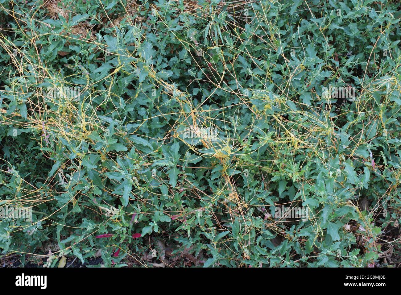Cuscuta, dodder, parasitic plant on the grass Stock Photo - Alamy