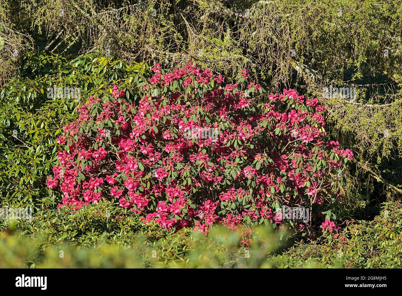 Beautiful view of spring big pink wild rhododendron blooming flowering ...