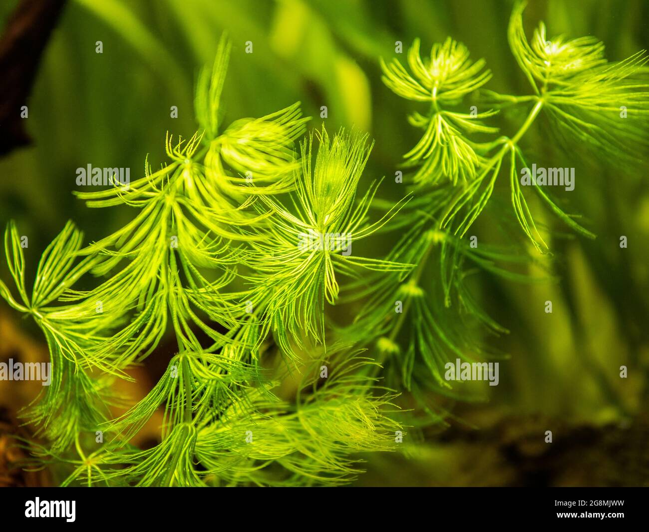 Ceratophyllum Demersum Flower