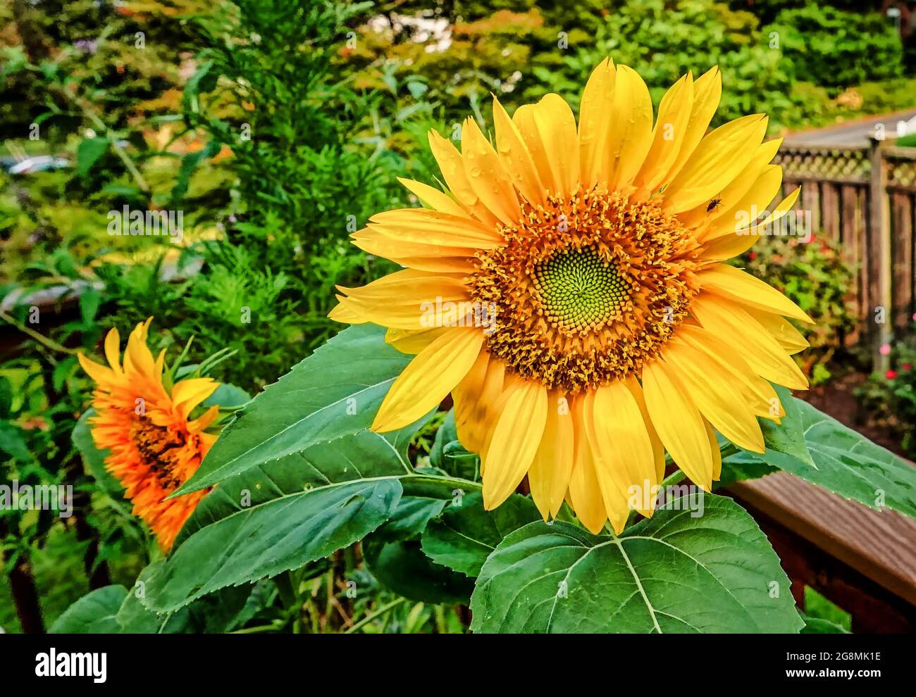 Yellow orange sunflower opens hi-res stock photography and images - Alamy