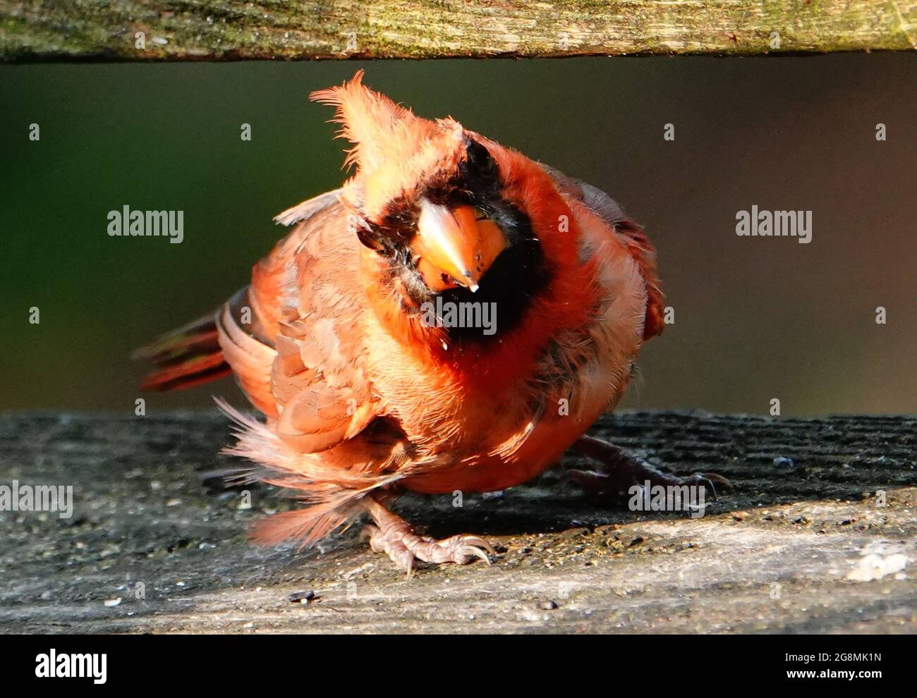 Molting Northern Cardinal on the backyard deck Stock Photo - Alamy