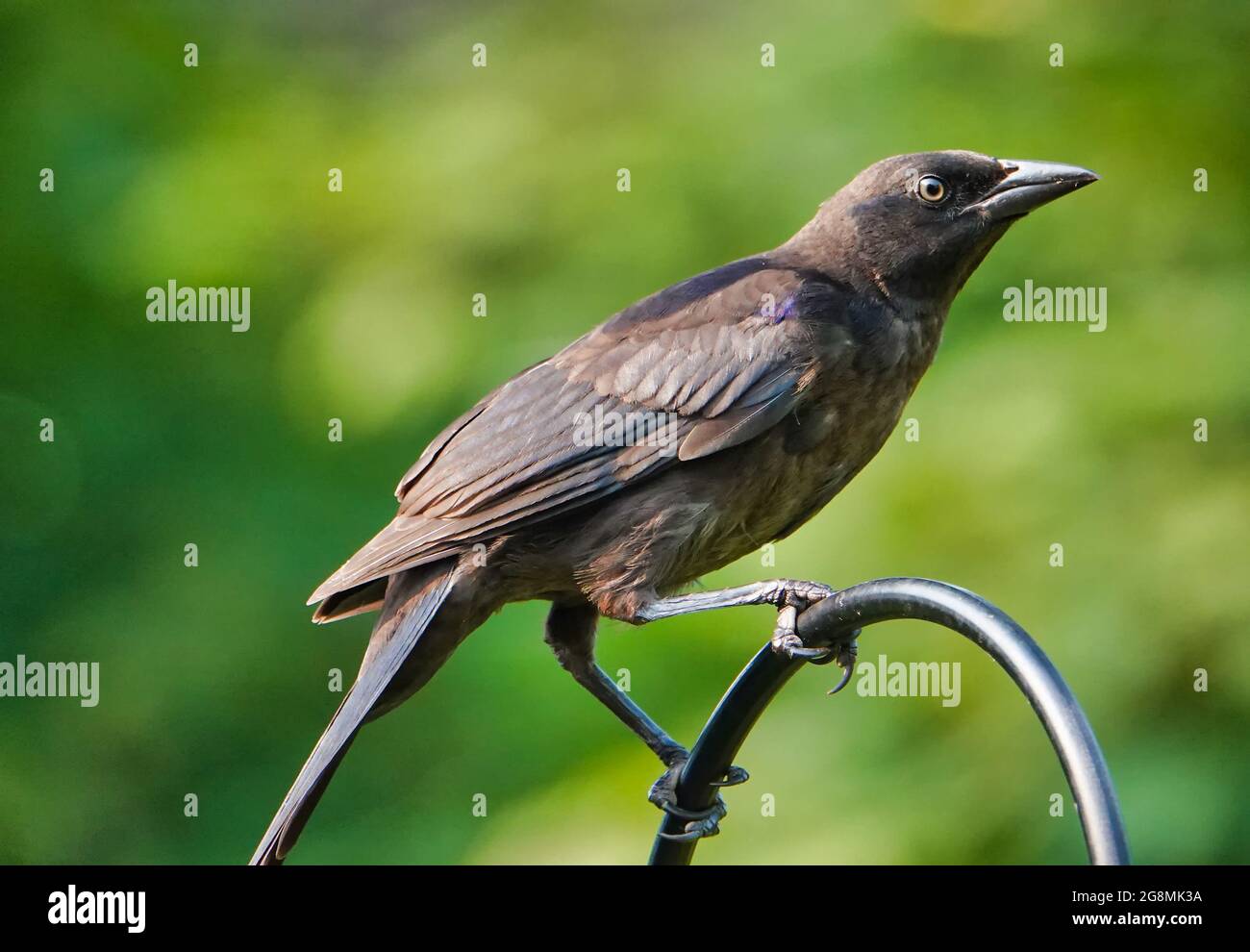 Crackle bird hi-res stock photography and images - Alamy