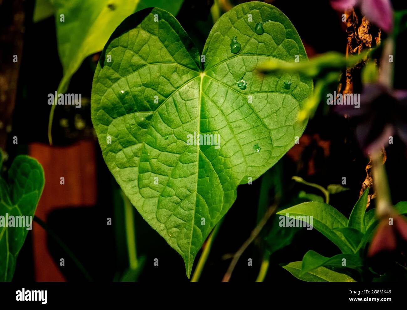 Creeper leaf hi-res stock photography and images - Alamy