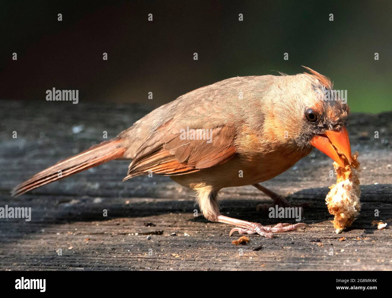 Molting Northern Cardinal finds bread crumbs on the deck Stock Photo ...