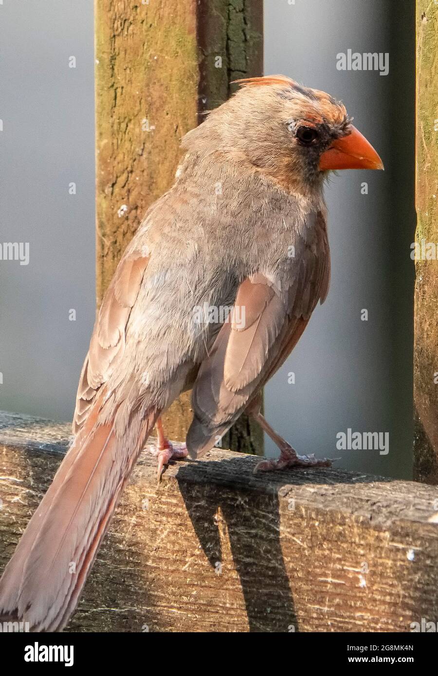 Molting Northern Cardinal on the backyard deck Stock Photo - Alamy