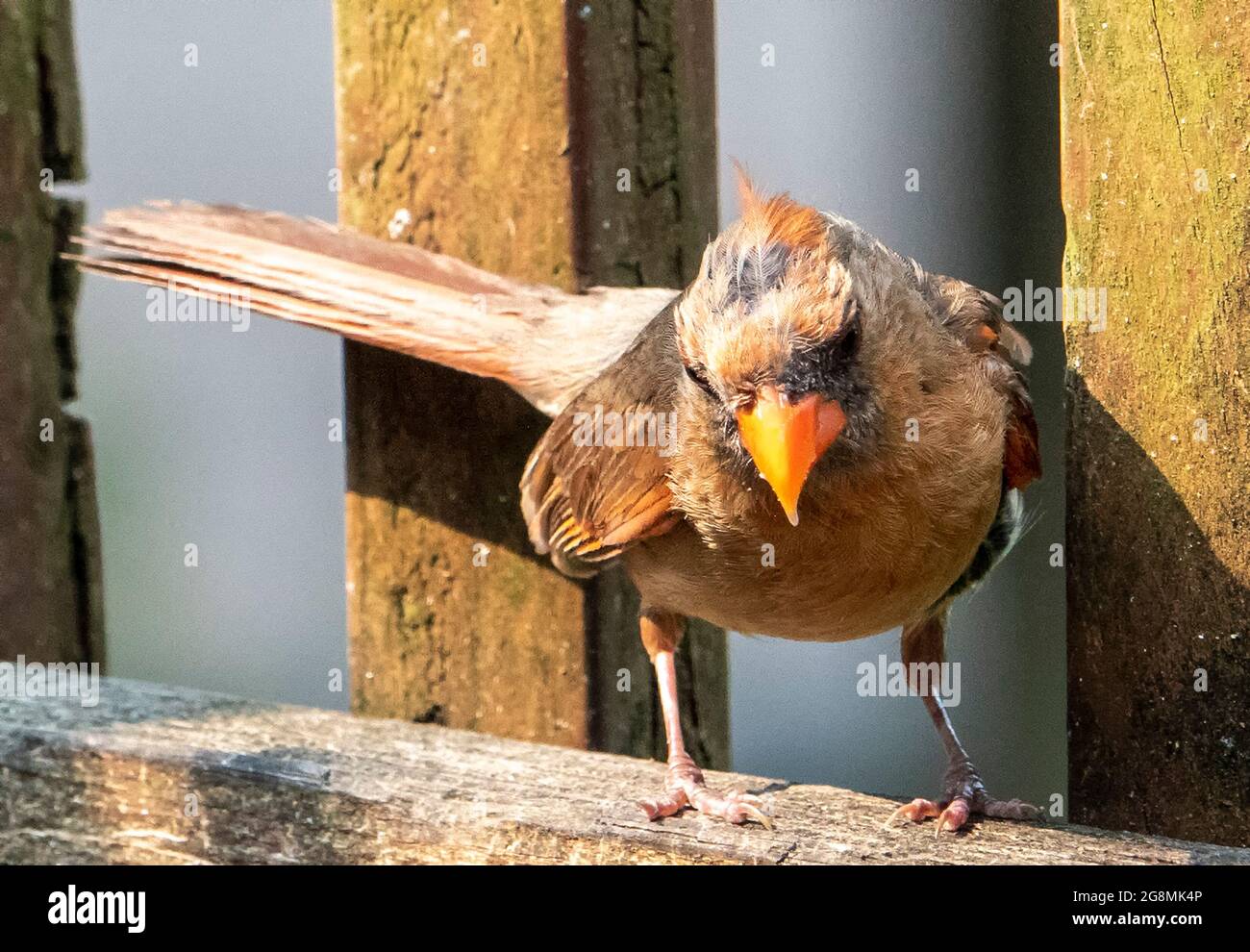 Molting Northern Cardinal on the backyard deck Stock Photo - Alamy