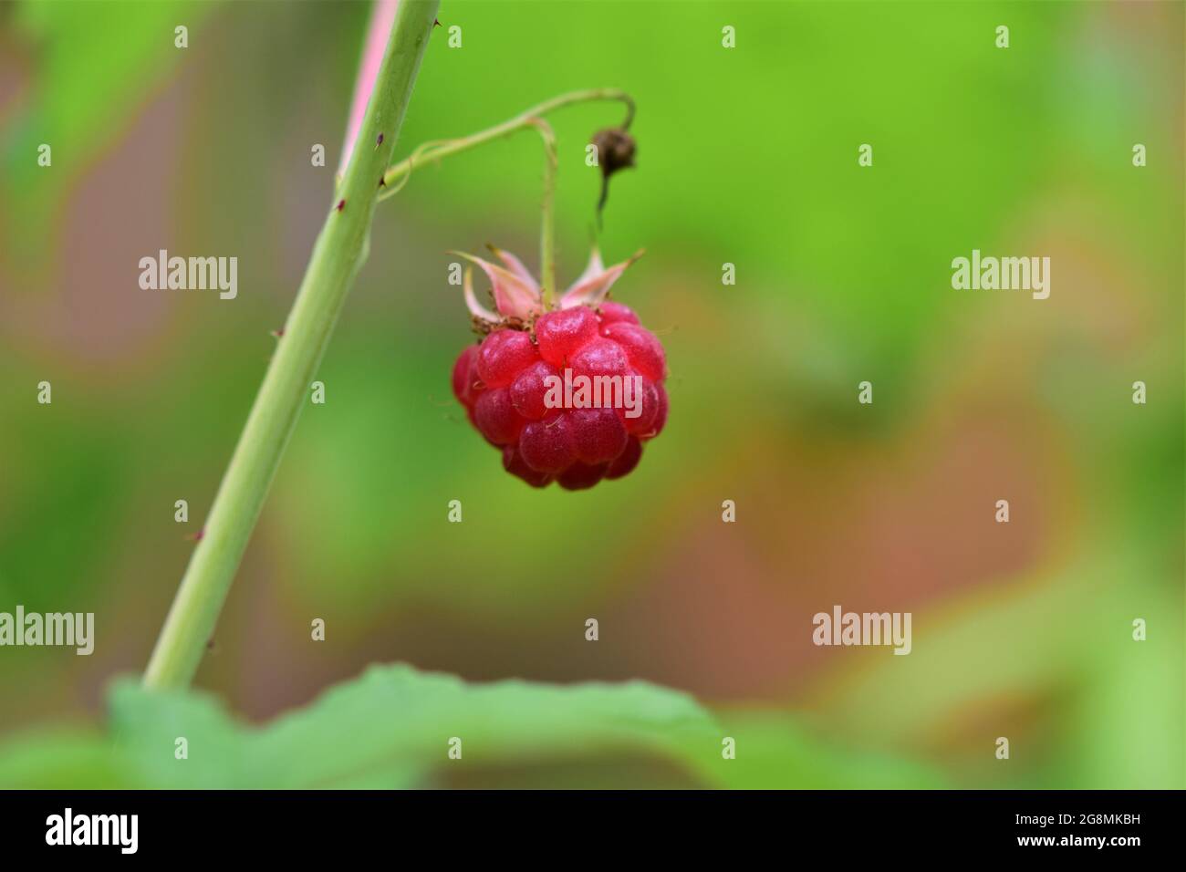 Ripe red raspberry as a close up against a blurred background Stock ...