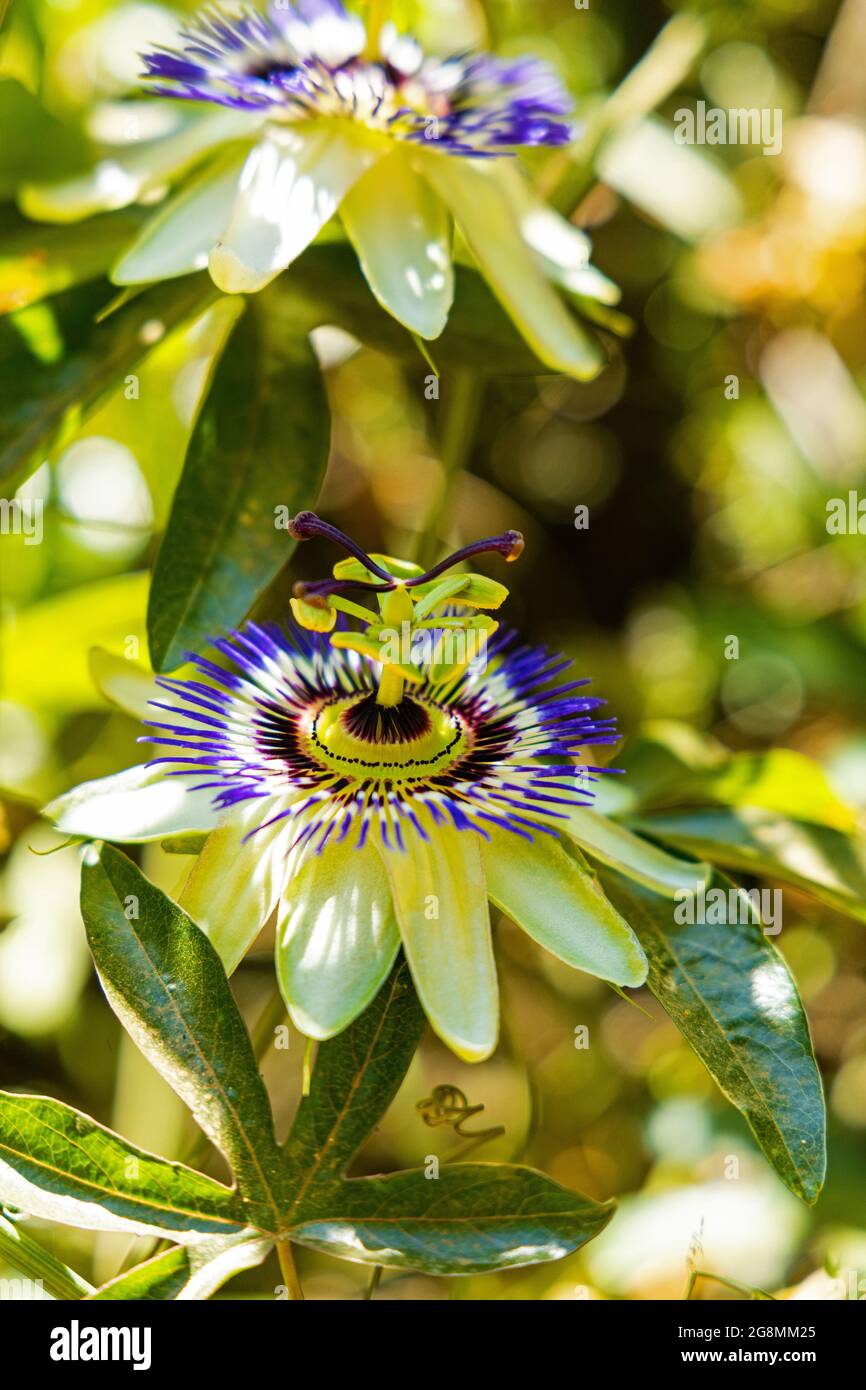 Passionflower in the wild hi-res stock photography and images - Alamy