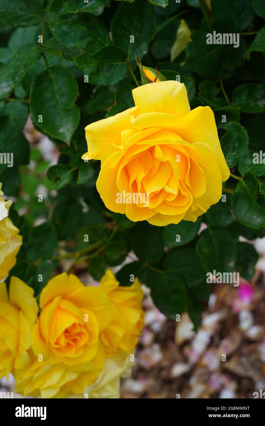 Carte rose hi-res stock photography and images - Alamy