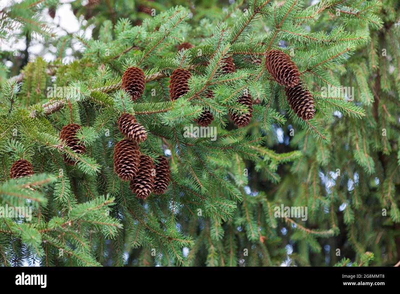 Oblong cone hi-res stock photography and images - Alamy