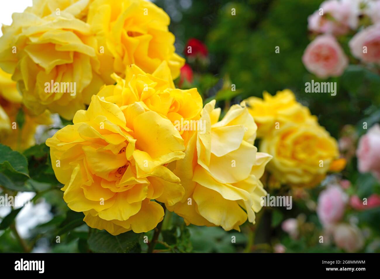 Carte rose hi-res stock photography and images - Alamy