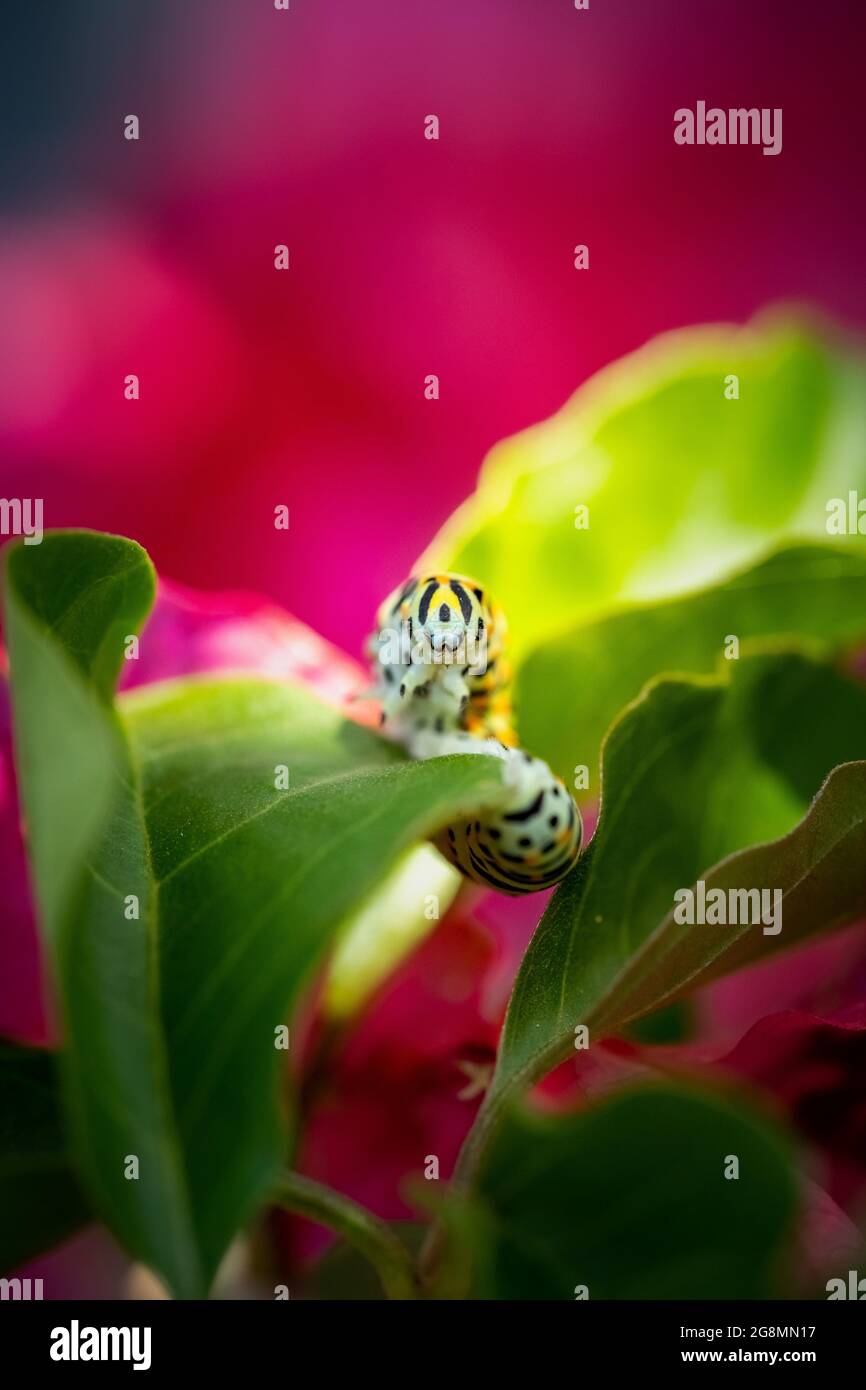 green swallowtail larva on a bougainvillea plant with pink flowers and ...