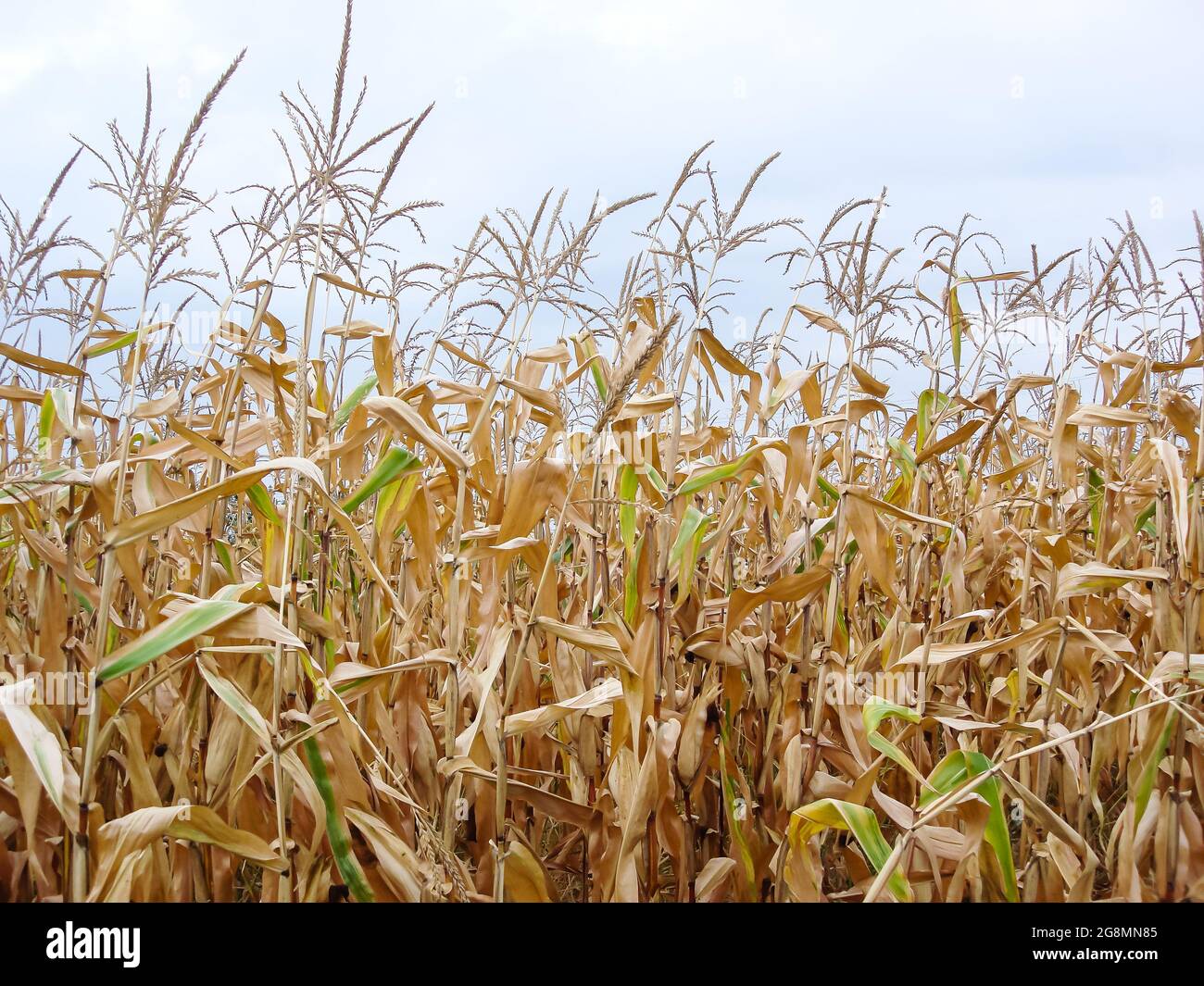 Dry corn field, dry corn stalks, end of season Stock Photo - Alamy