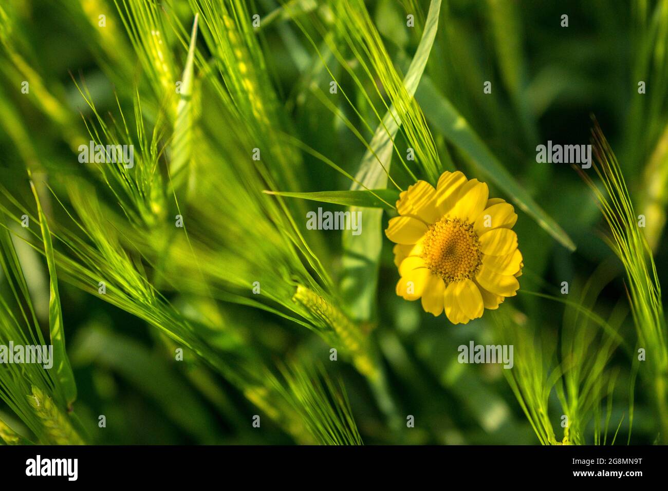 Corn marigold hi-res stock photography and images - Alamy