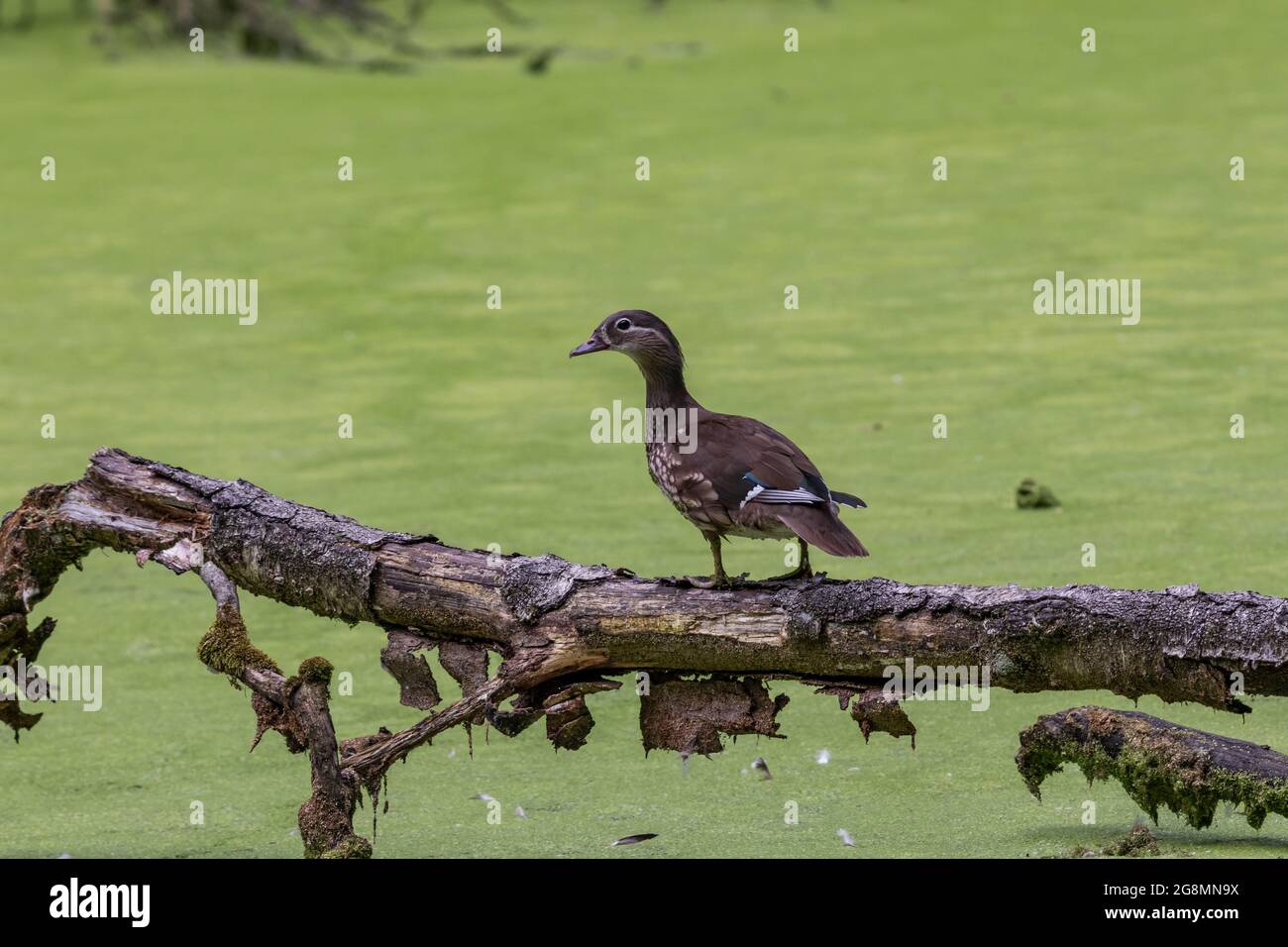Female mandarin duck on a branch Stock Photo - Alamy