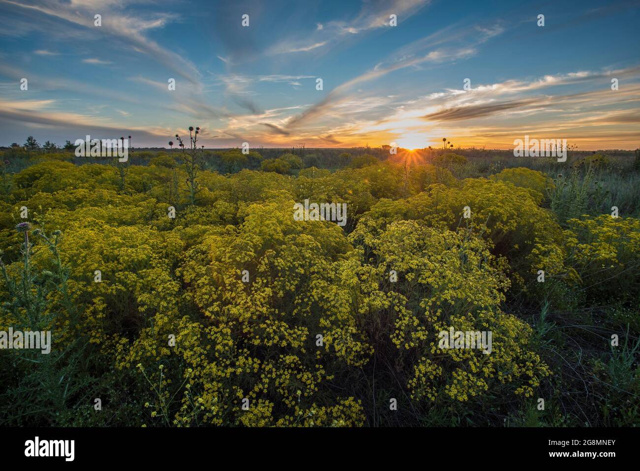 Pampas countryside landscape in spring, La Pampa Province, Patagonia ...