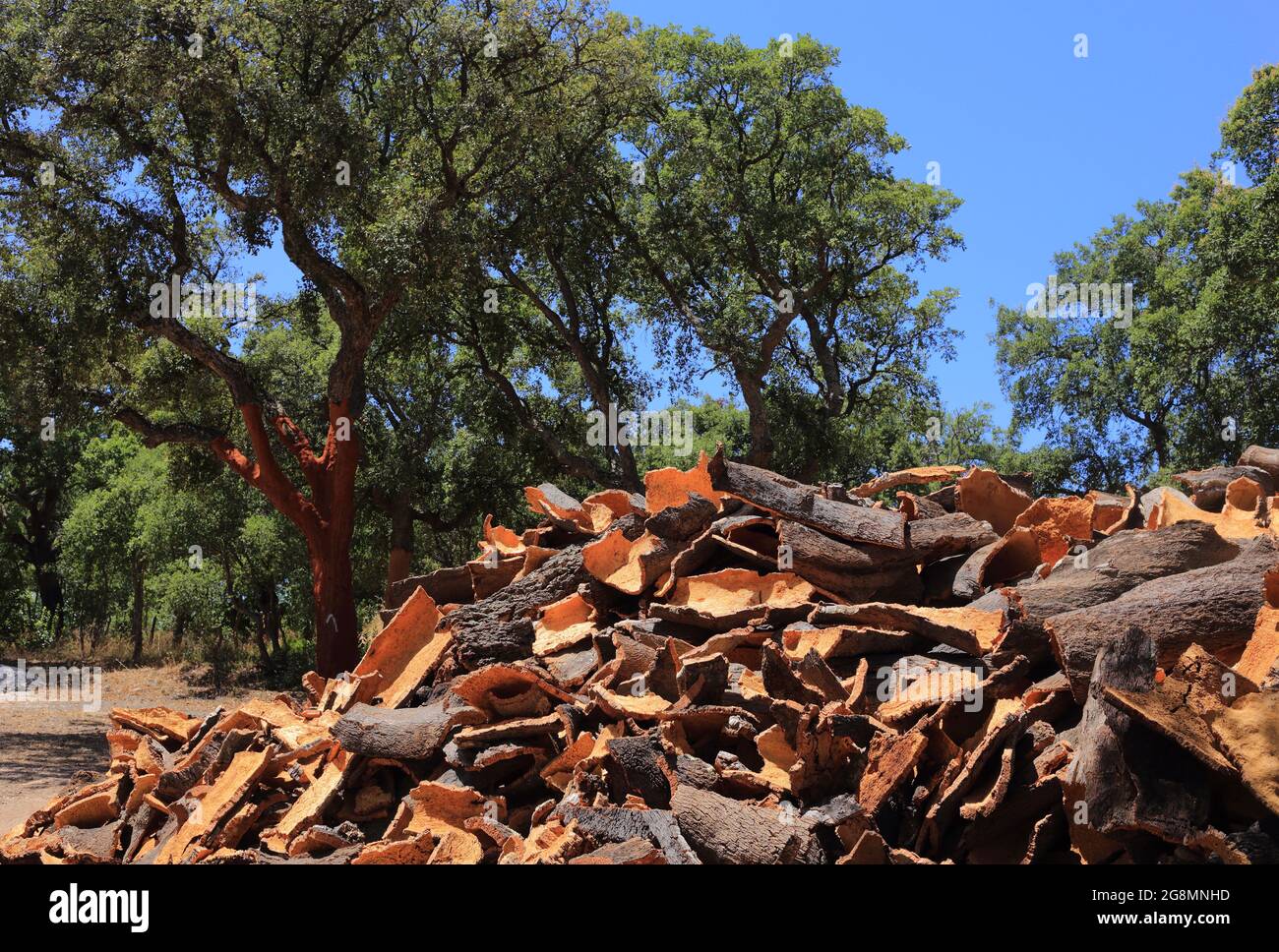 Portugal, Alentejo region. Newly harvested cork oak, with bark drying ...