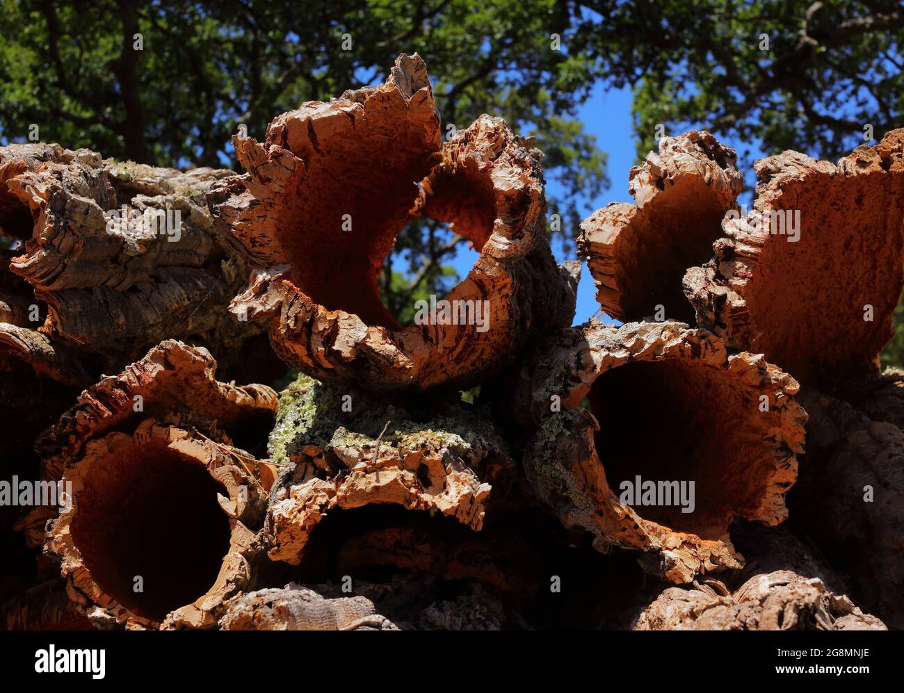 Cork bark pile hi-res stock photography and images - Alamy