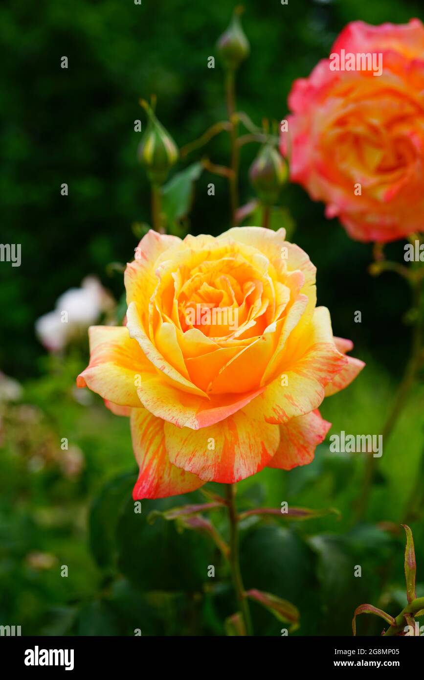 Marvelle hi-res stock photography and images - Alamy