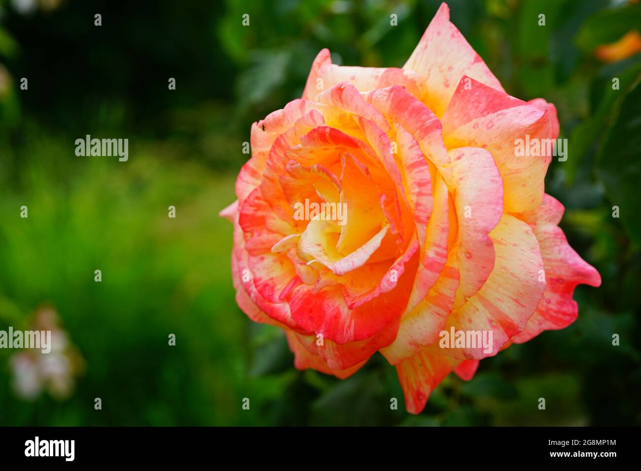 Marvelle hi-res stock photography and images - Alamy