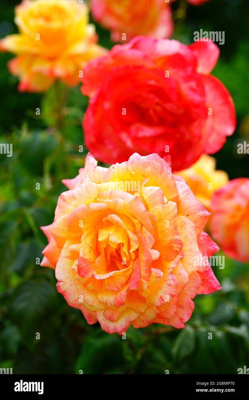 Marvelle hi-res stock photography and images - Alamy