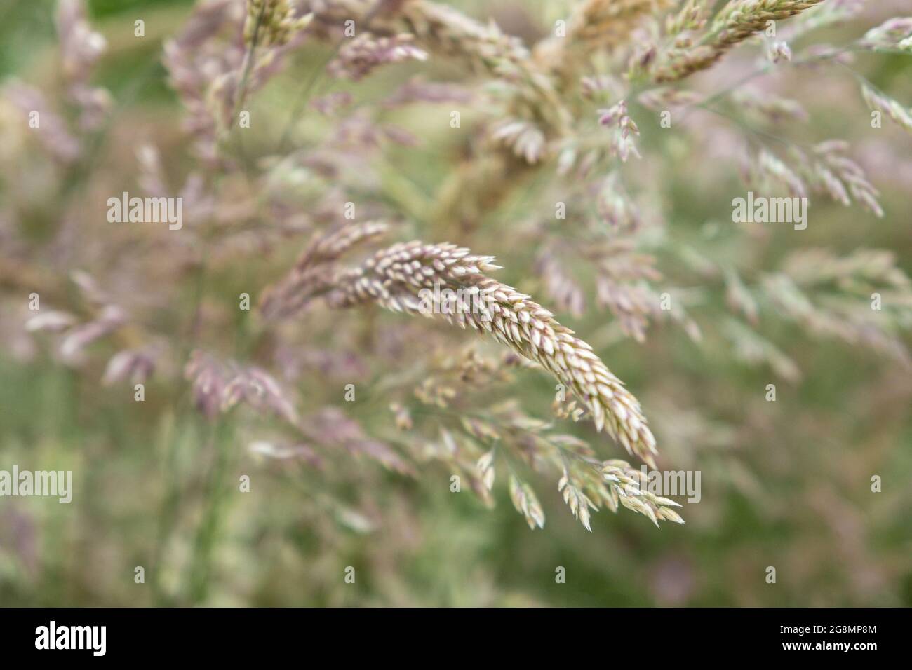 Yorkshire Fog Grasses blowing in a breeze in an English field Stock ...
