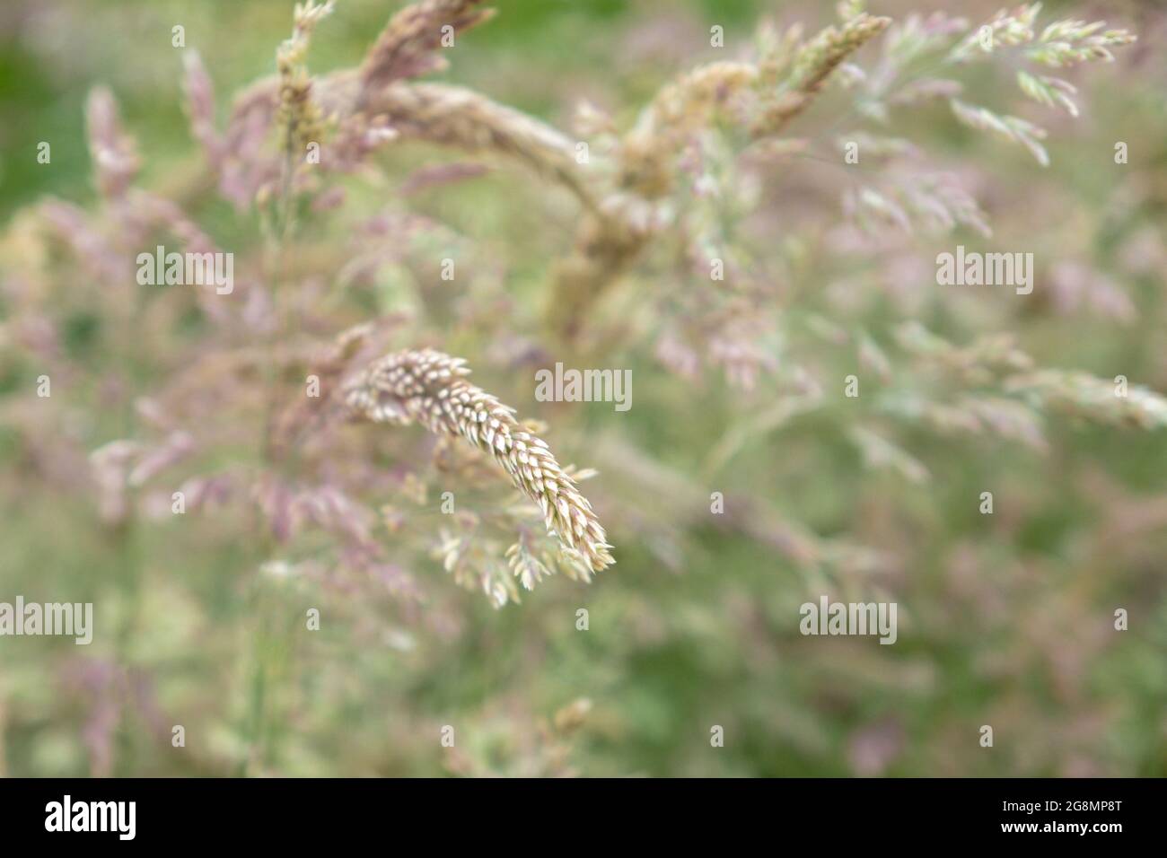 Yorkshire Fog Grasses blowing in a breeze in an English field Stock ...