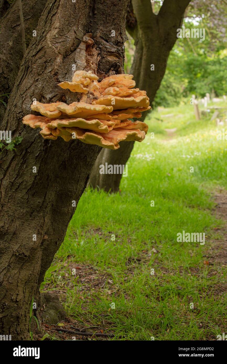 Bracket fungi on living tree, portent of death and destruction Stock ...