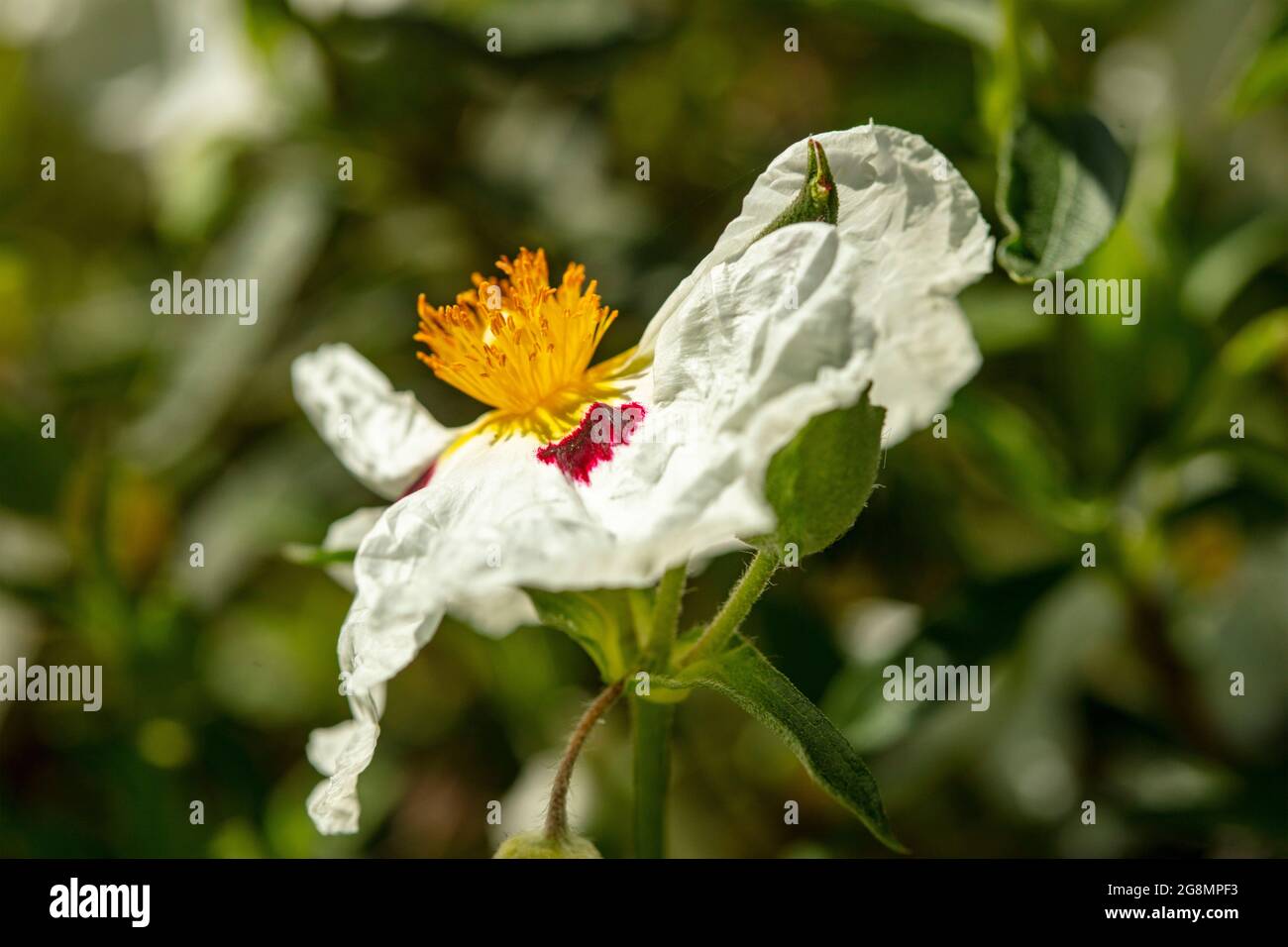 Rockrose portrait hi-res stock photography and images - Alamy