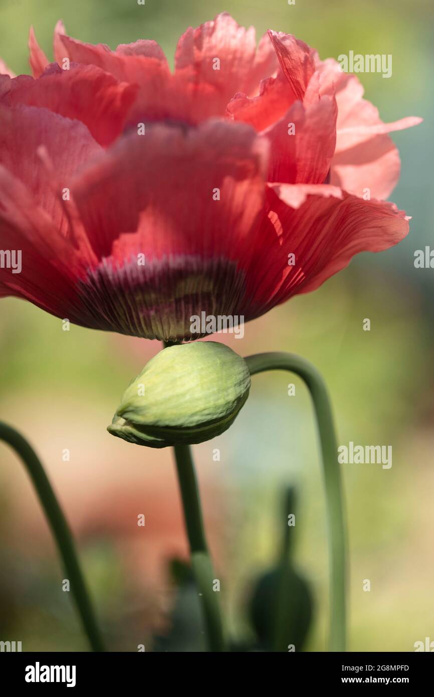 Very close-up ornamental Papaver orientale, the Oriental poppy ...