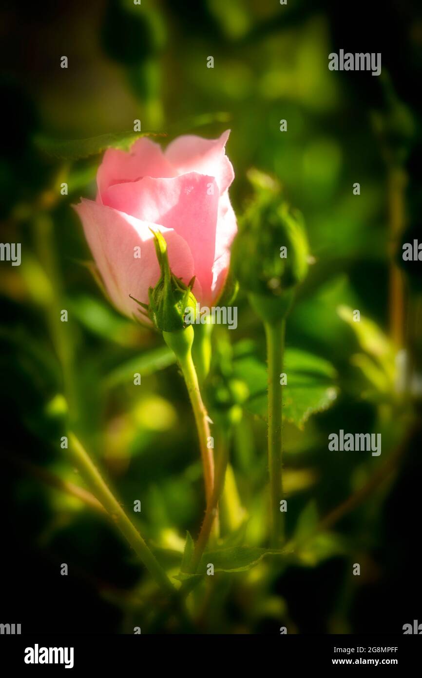 Single romantic pink rose in sunshine of an English urban garden Stock ...