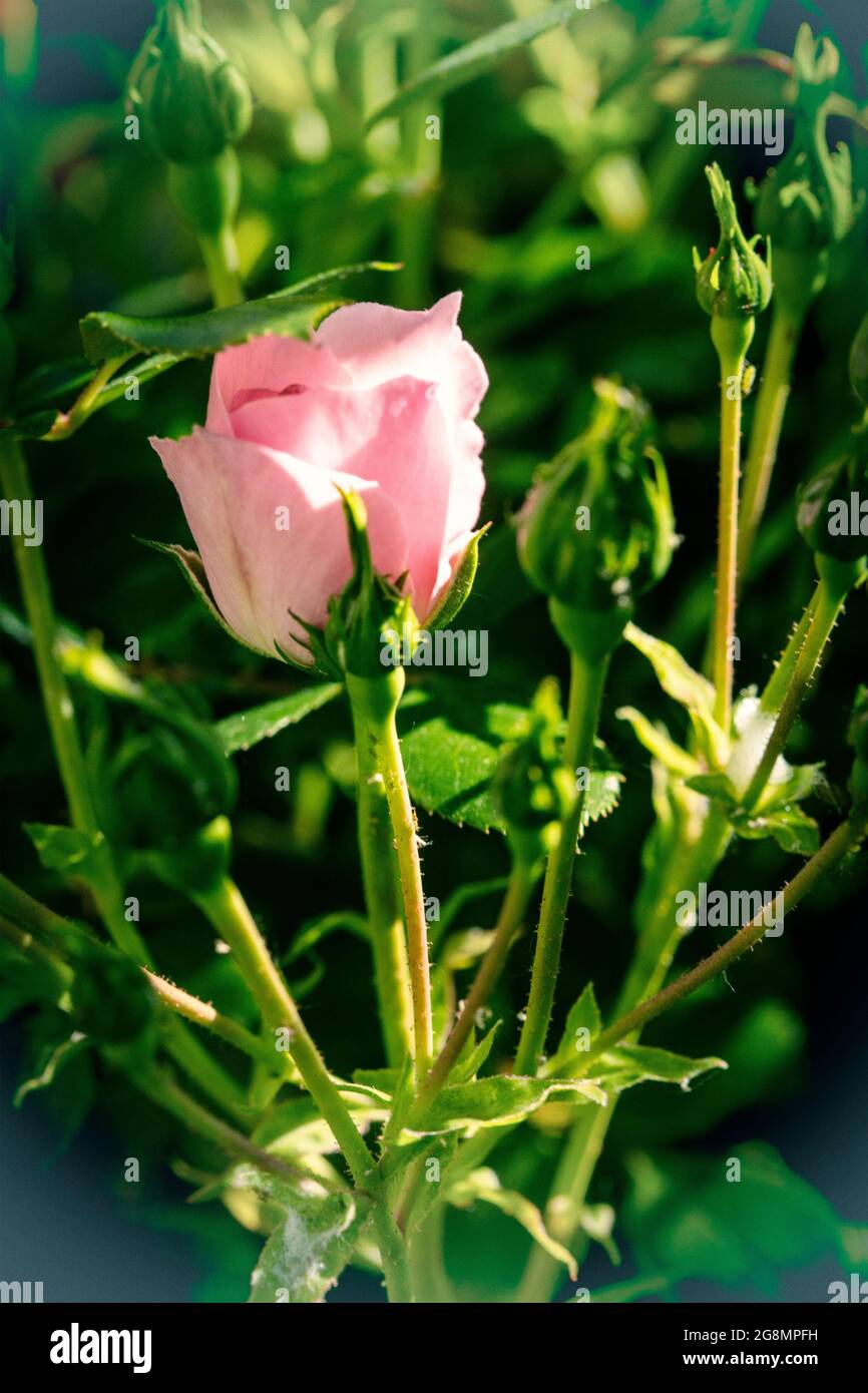 Single romantic pink rose in sunshine of an English urban garden Stock ...