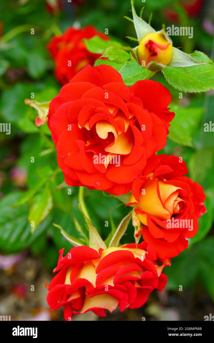 Red Capricia (one in a Million) rose flower growing in the garden Stock ...