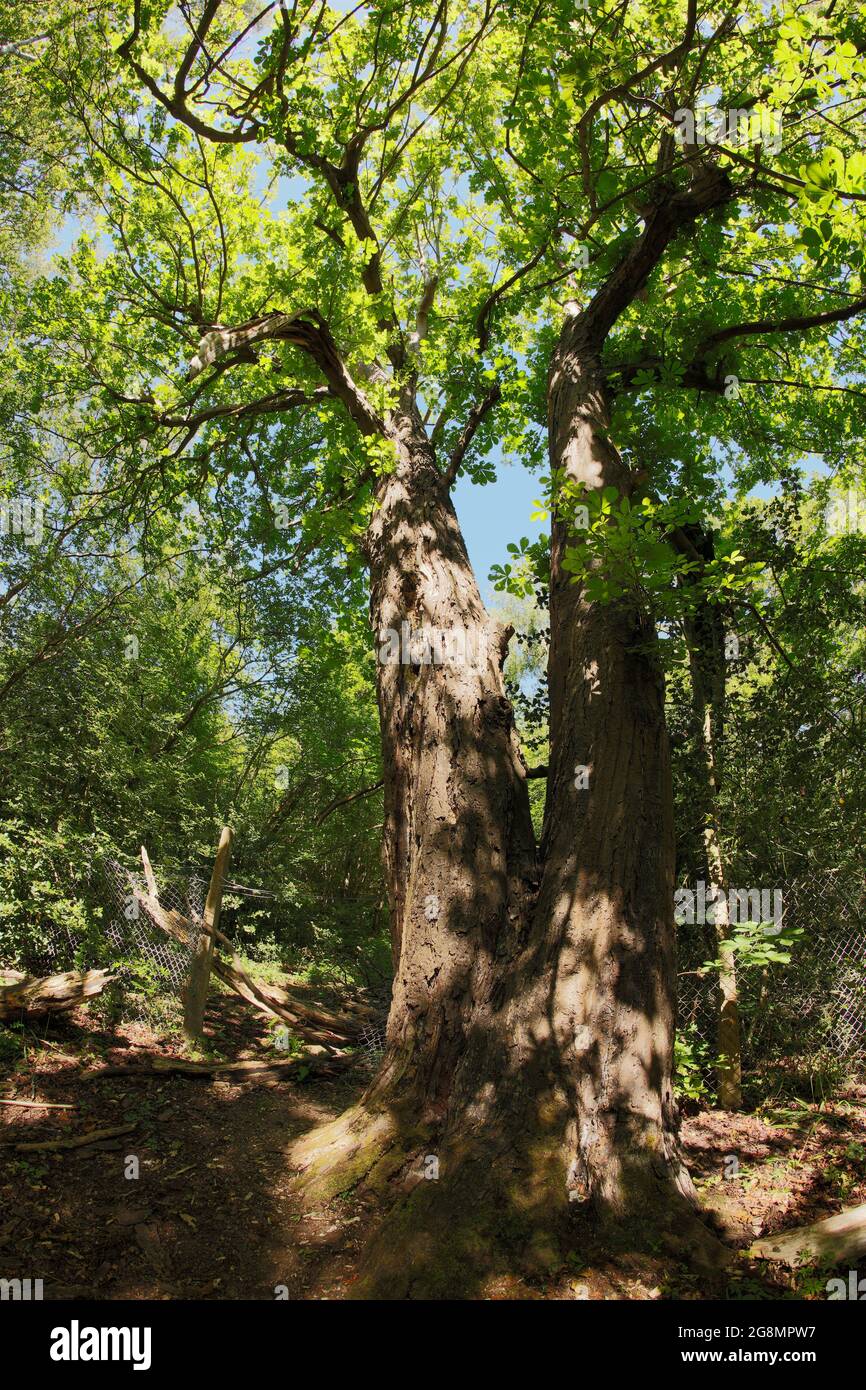 Sunny woodland treescape beckoning health, wellness and the environment ...