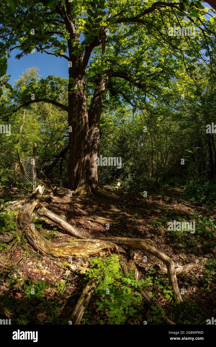 Sunny woodland treescape beckoning health, wellness and the environment ...